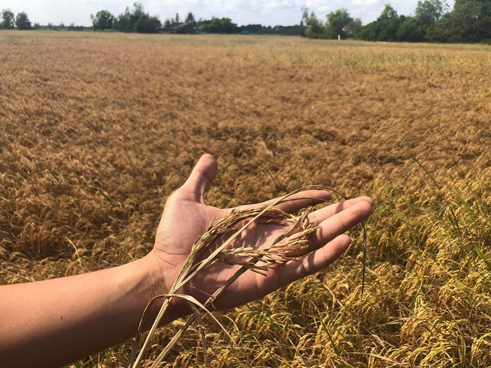 Gạo dư không lo thiếu | Nhận thức là một quá trình...