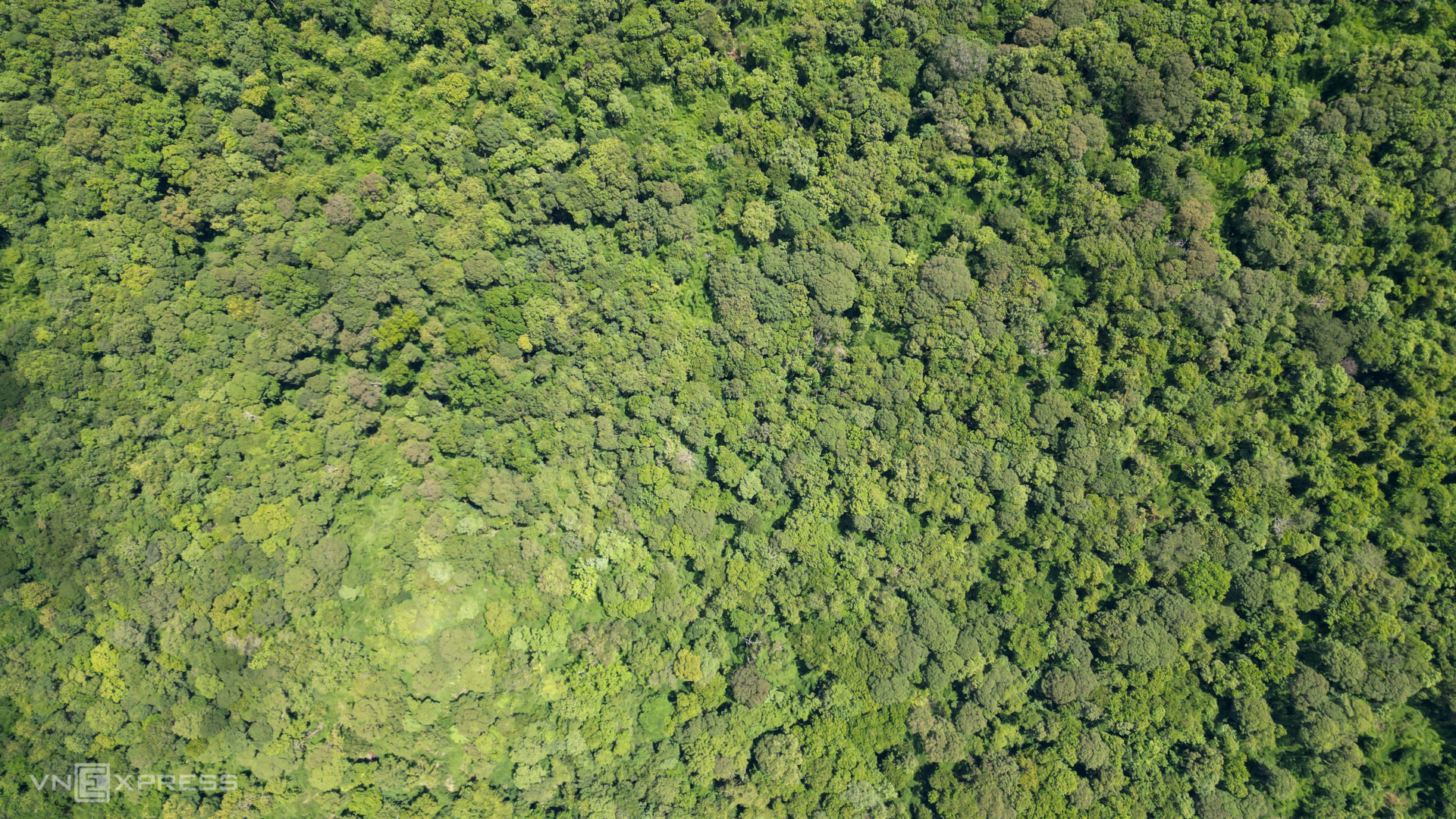 Cánh rừng 600ha và những gì sẽ biến mất | Tiếng Dân